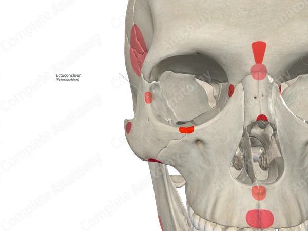 Ectoconchion | Complete Anatomy
