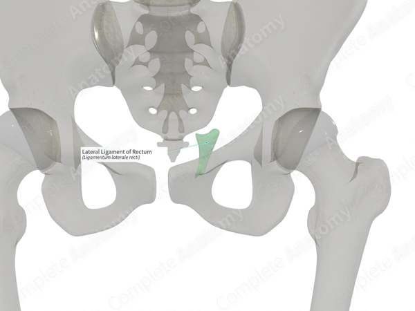 Lateral Ligament of Rectum (Left) | Complete Anatomy