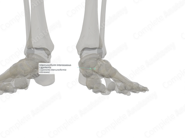 Intercuneiform Interosseous Ligaments (Left) | Complete Anatomy