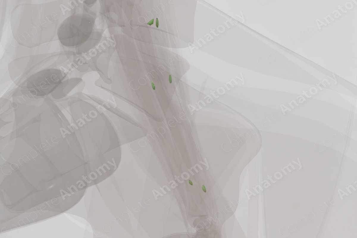 Lymph Nodes Of Forearm Left Complete Anatomy