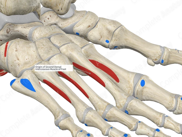 Origin of Second Dorsal Interosseous Muscle of Foot | Complete Anatomy