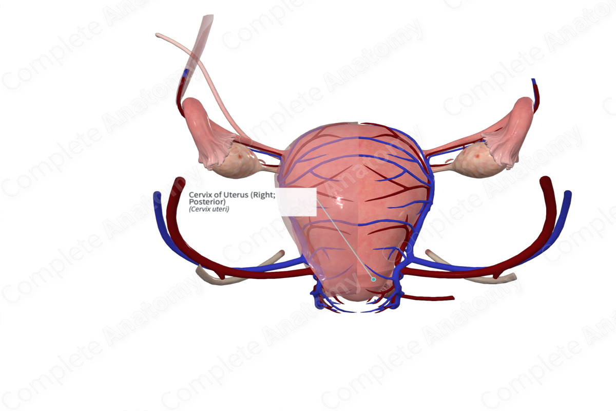 Cervix of Uterus (Right; Posterior) | Complete Anatomy