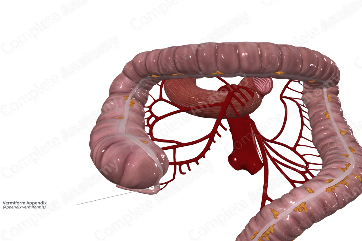 Vermiform Appendix | Complete Anatomy