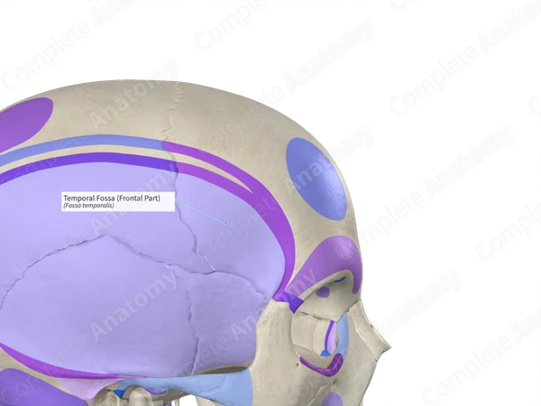 Temporal Fossa (Frontal Part) | Complete Anatomy