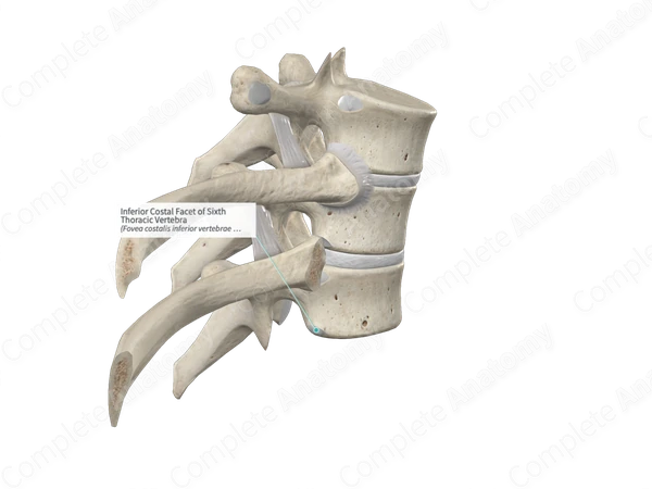 Inferior Costal Facet of Sixth Thoracic Vertebra | Complete Anatomy