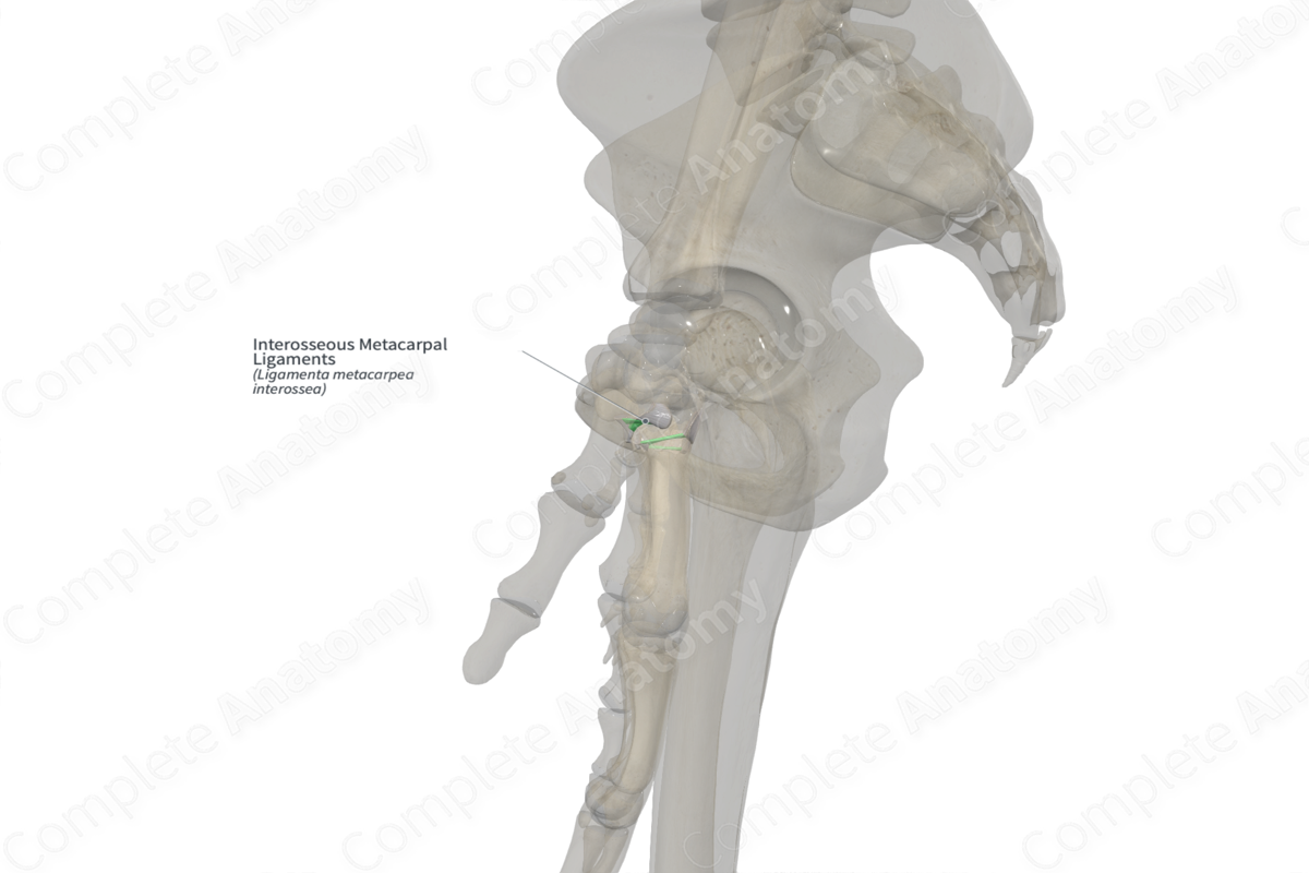 Interosseous Metacarpal Ligaments Right Complete Anatomy
