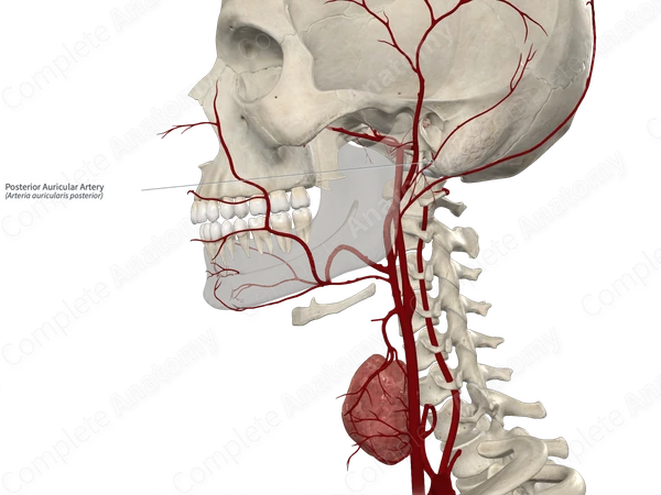 Posterior Auricular Artery | Complete Anatomy