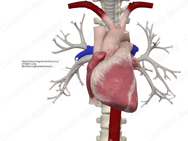 Medial Basal Segmental Bronchus of Right Lung | Complete Anatomy