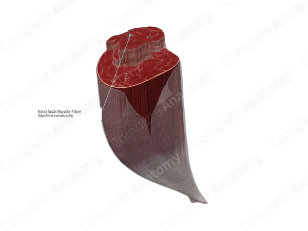 Extrafusal Muscle Fiber | Complete Anatomy