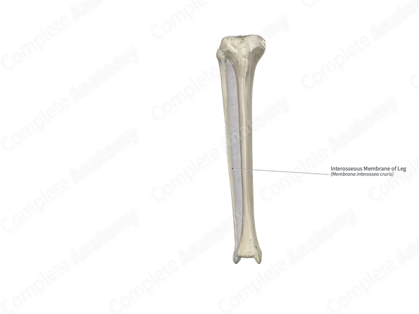 Interosseous Membrane of Leg | Complete Anatomy