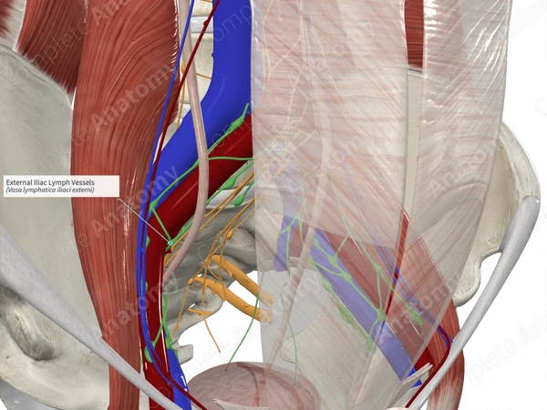 External Iliac Lymph Vessels | Complete Anatomy
