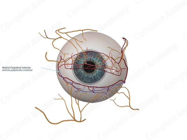 Medial Palpebral Arteries | Complete Anatomy