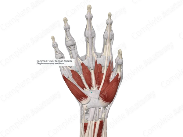 Common Flexor Tendon Sheath | Complete Anatomy