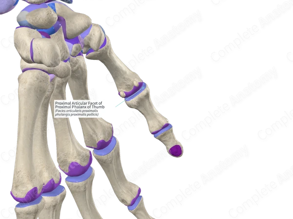 Proximal Articular Facet of Proximal Phalanx of Thumb | Complete Anatomy