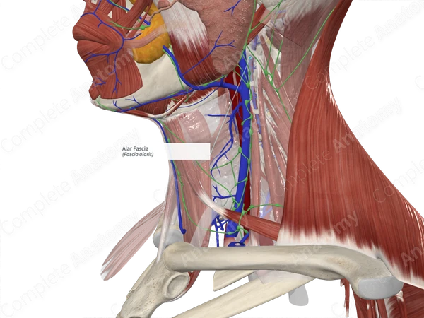 Alar Fascia | Complete Anatomy
