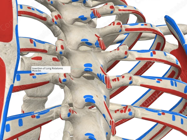 Insertion of Long Rotatores Muscles | Complete Anatomy