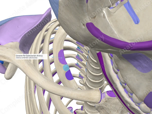 Groove for Subclavian Artery | Complete Anatomy
