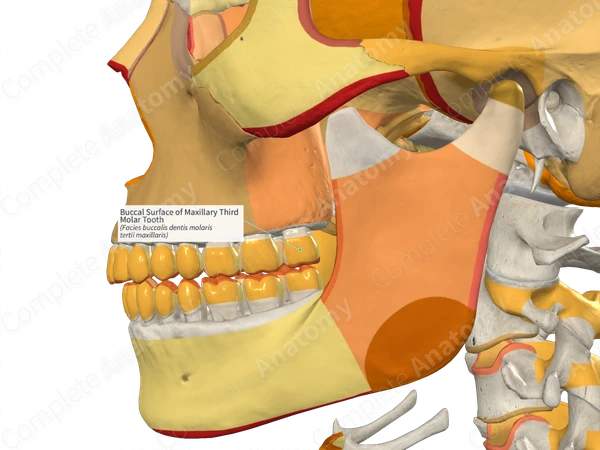 Buccal Surface of Maxillary Third Molar Tooth | Complete Anatomy