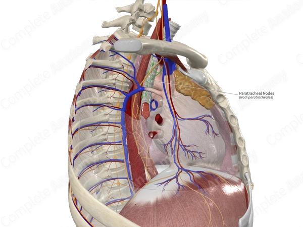 Paratracheal Nodes | Complete Anatomy