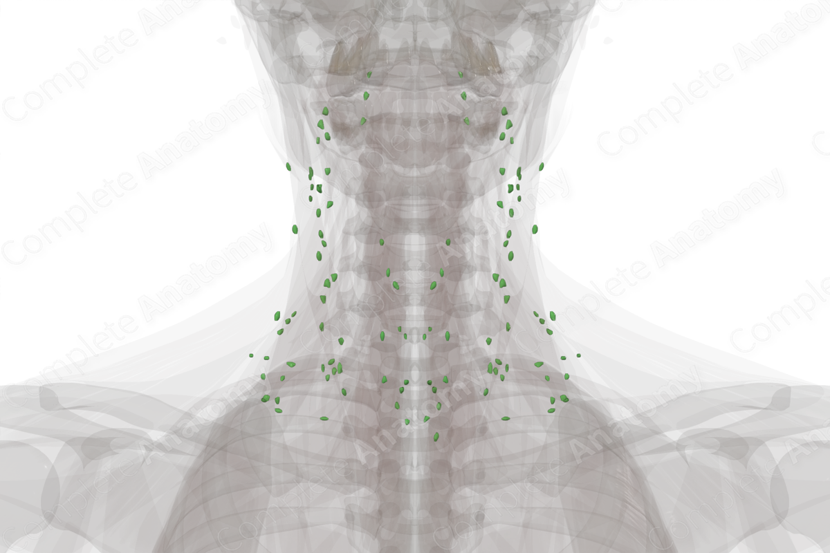 Lymph Nodes of Neck | Complete Anatomy