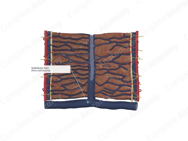 Sublobular Vein | Complete Anatomy