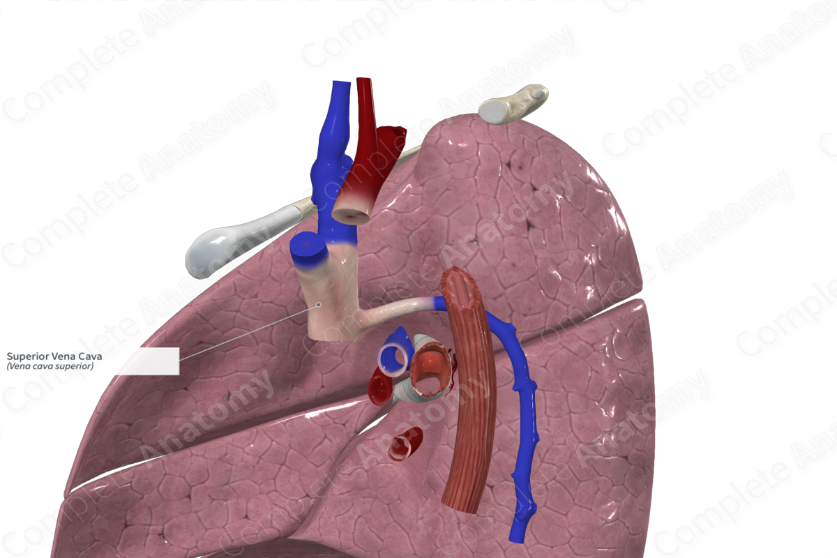 Superior Vena Cava | Complete Anatomy