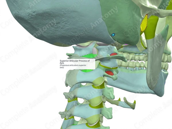 Superior Articular Process of Axis (Right) | Complete Anatomy