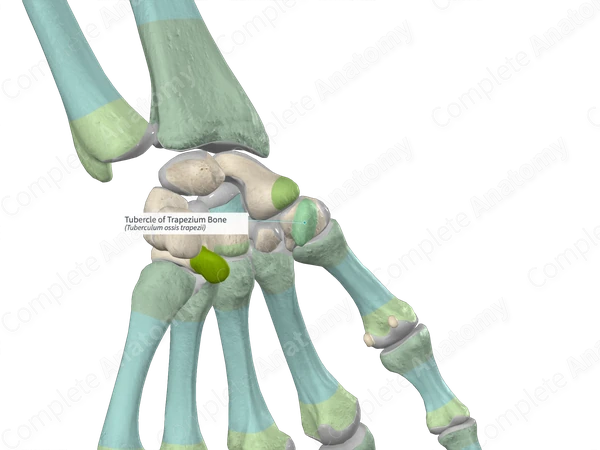 Tubercle of Trapezium Bone | Complete Anatomy