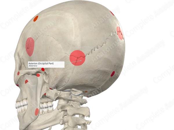 Asterion (Occipital Part) | Complete Anatomy