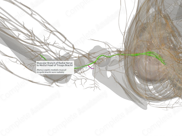 Muscular Branch of Radial Nerve to Medial Head of Triceps Brachii ...