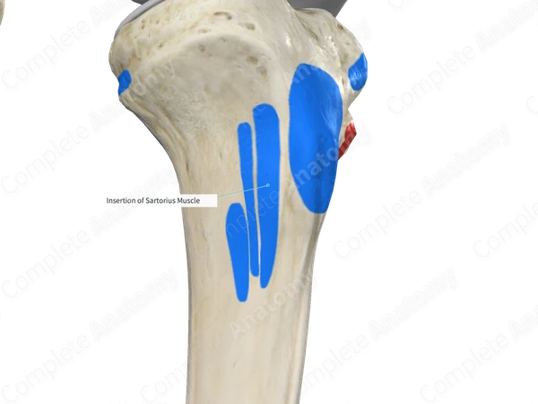 Insertion of Sartorius Muscle | Complete Anatomy