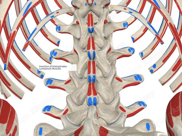 Insertion of Interspinales Lumborum Muscles | Complete Anatomy