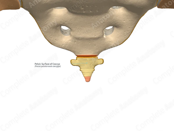 Pelvic Surface of Coccyx | Complete Anatomy