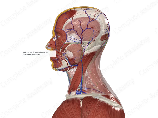 Infrahyoid Muscles