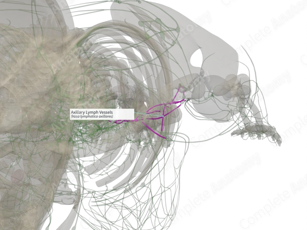 Axillary Lymph Vessels (Right) | Complete Anatomy