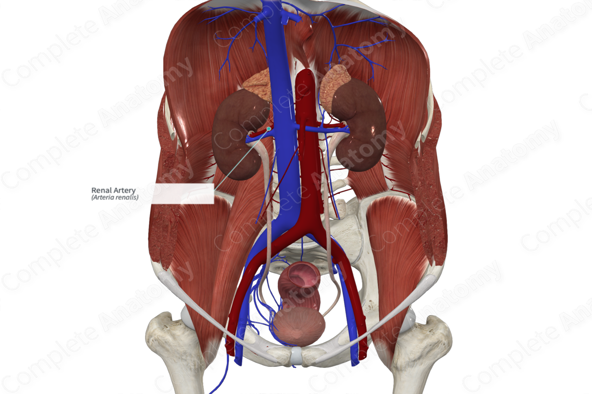 Renal Artery (Right) | Complete Anatomy
