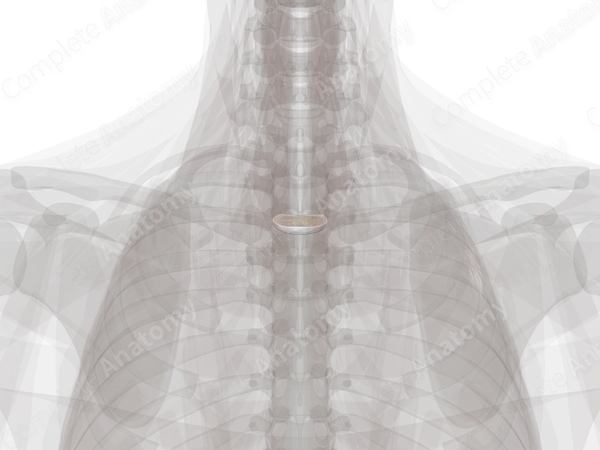 Intervertebral Disc (T2-T3) | Complete Anatomy