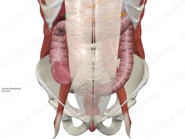 Cecum (Posterior) | Complete Anatomy