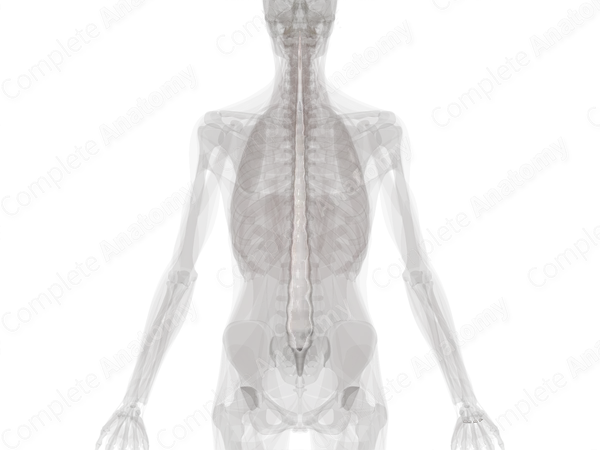 Anterior Longitudinal Ligament | Complete Anatomy