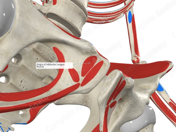 Origin of Adductor Longus Muscle | Complete Anatomy