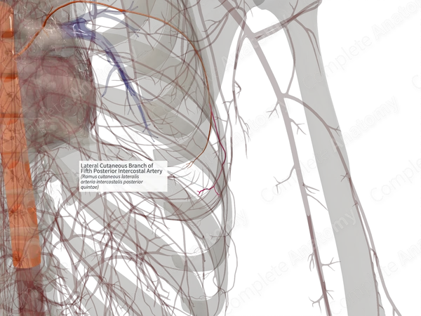 Lateral Cutaneous Branch of Fifth Posterior Intercostal Artery (Left ...