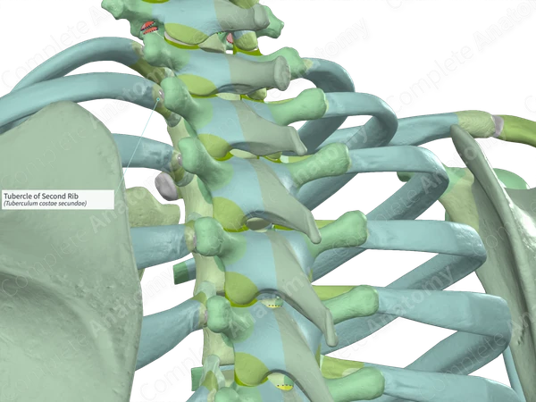 Tubercle of Second Rib | Complete Anatomy