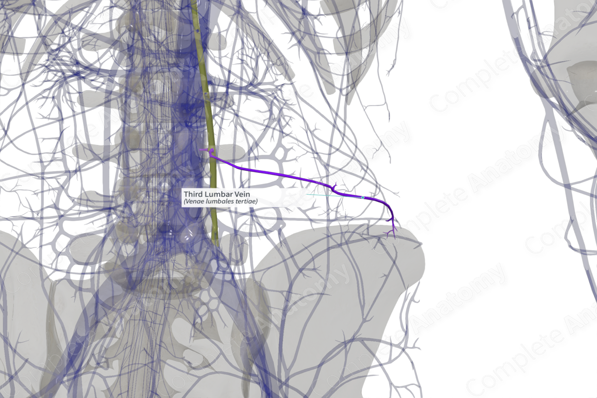 Third Lumbar Vein Right Complete Anatomy