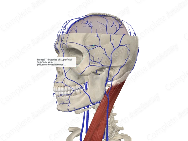 Frontal Tributaries of Superficial Temporal Vein | Complete Anatomy