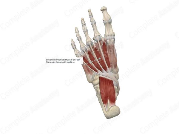 Second Lumbrical Muscle of Foot | Complete Anatomy