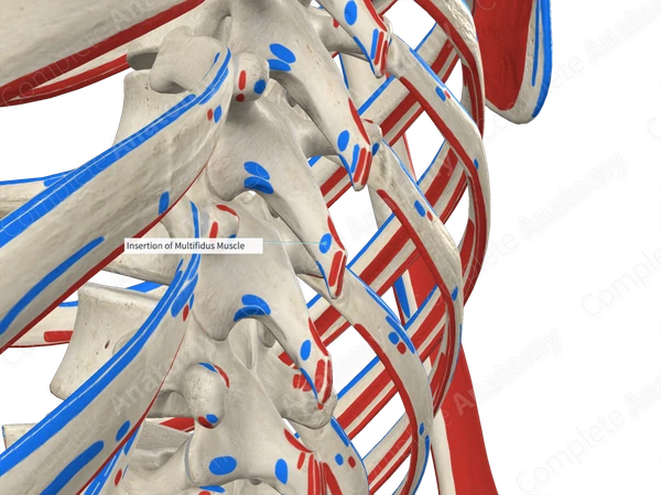 Insertion of Multifidus Muscle | Complete Anatomy