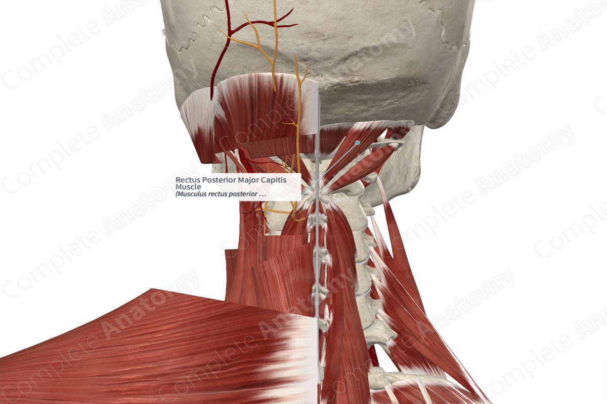 Rectus Posterior Major Capitis Muscle Complete Anatomy