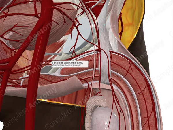 Fundiform Ligament of Penis | Complete Anatomy