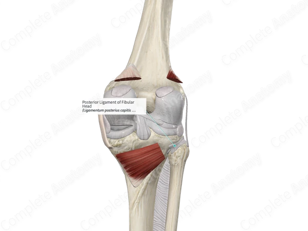 Posterior Ligament of Fibular Head | Complete Anatomy