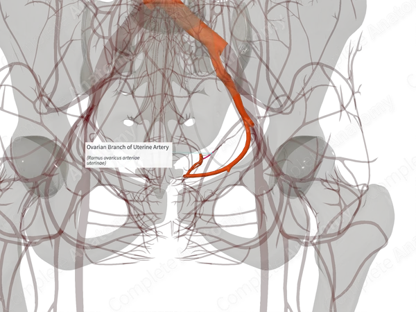 Ovarian Branch of Uterine Artery (Left) | Complete Anatomy